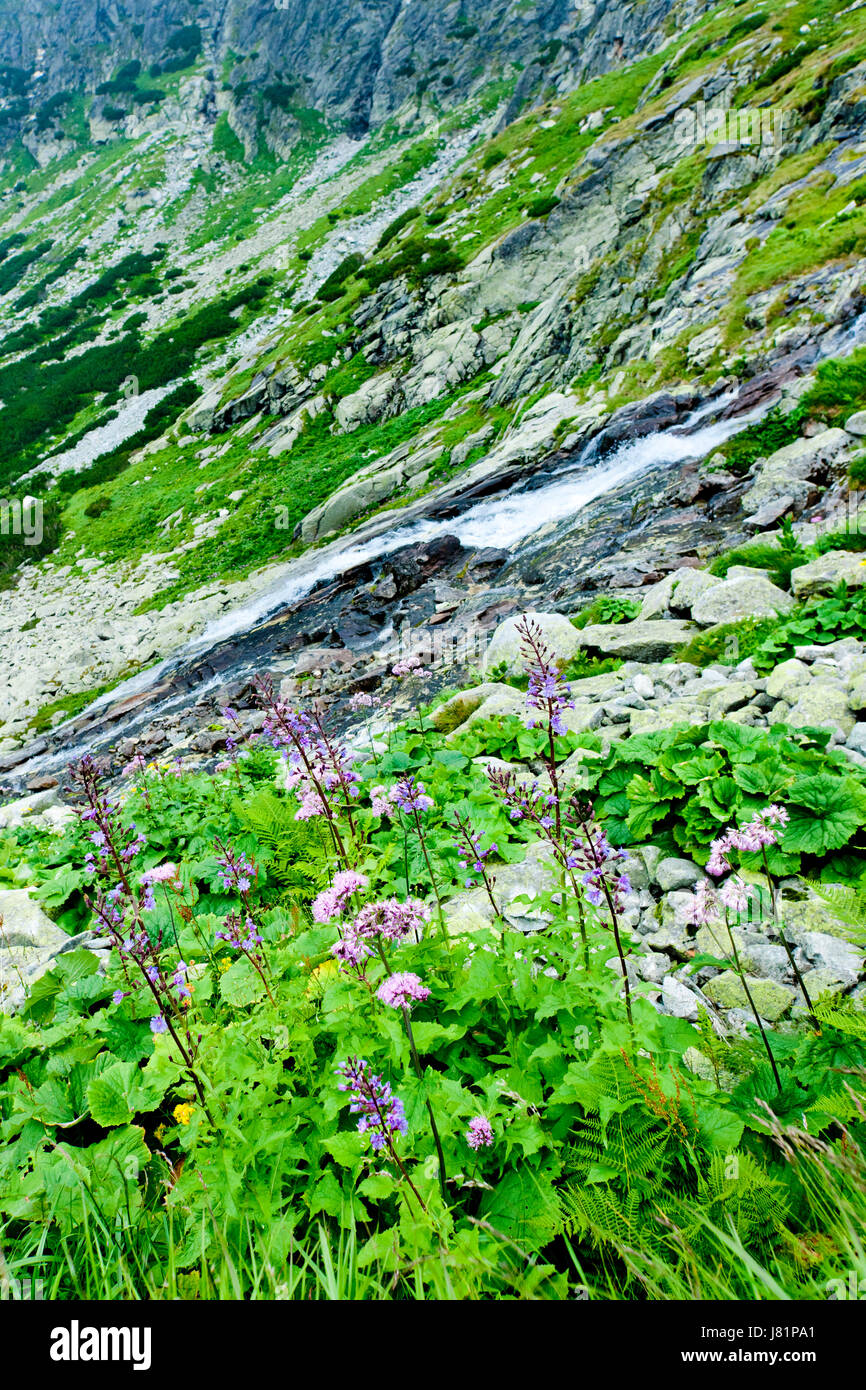 mountains slovakia travel mountains flower plant slovakia national park ...