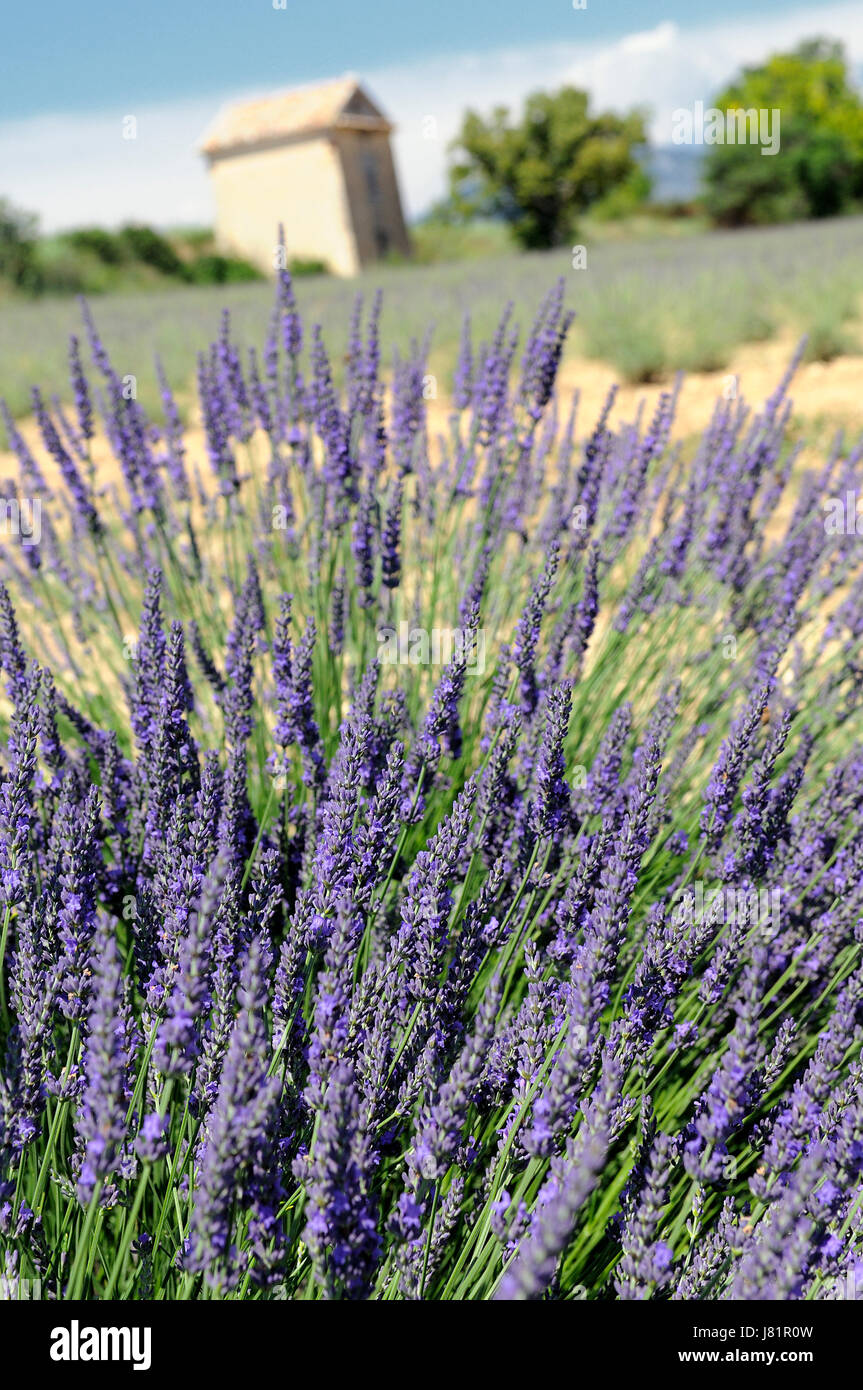 colour tree trees mountains bloom blossom flourish flourishing ...