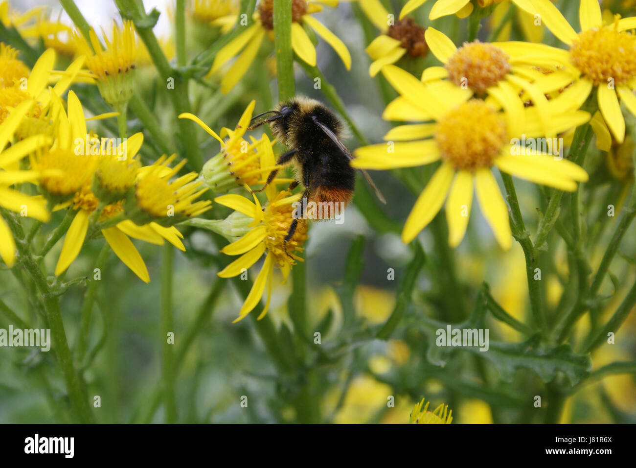 bumblebee pollen red insect bee flower plant bumblebee wild pollen weed red Stock Photo - Alamy