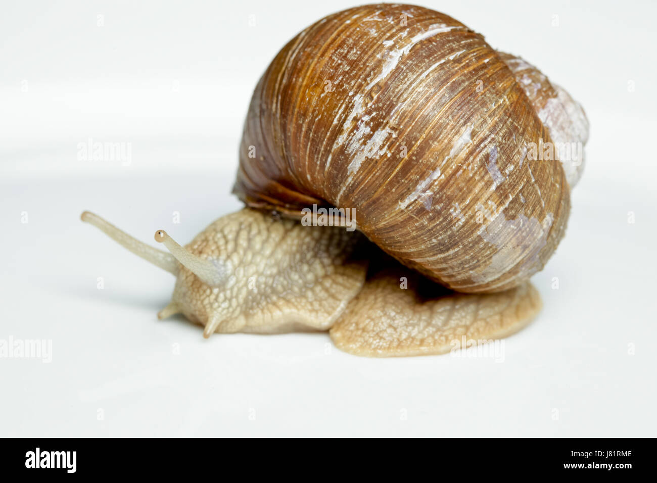 snail (helix pomatia Stock Photo - Alamy