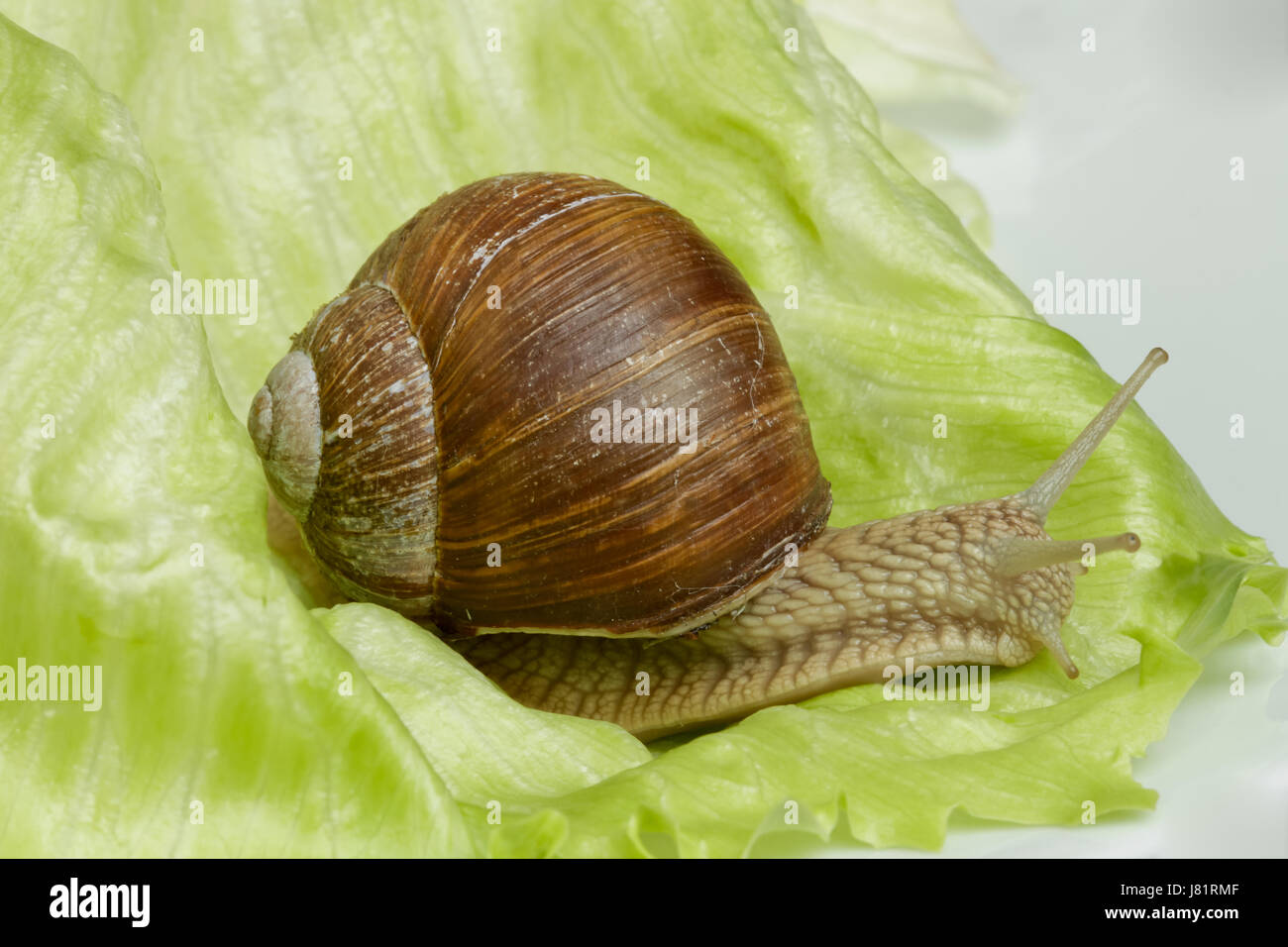 snail (helix pomatia Stock Photo - Alamy