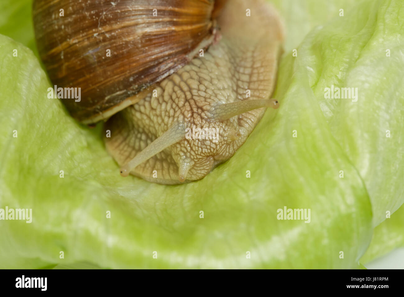 snail (helix pomatia Stock Photo - Alamy