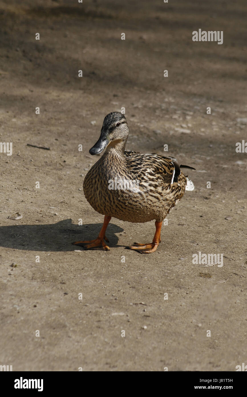 walk go going walking park england mallard path way walk go going ...