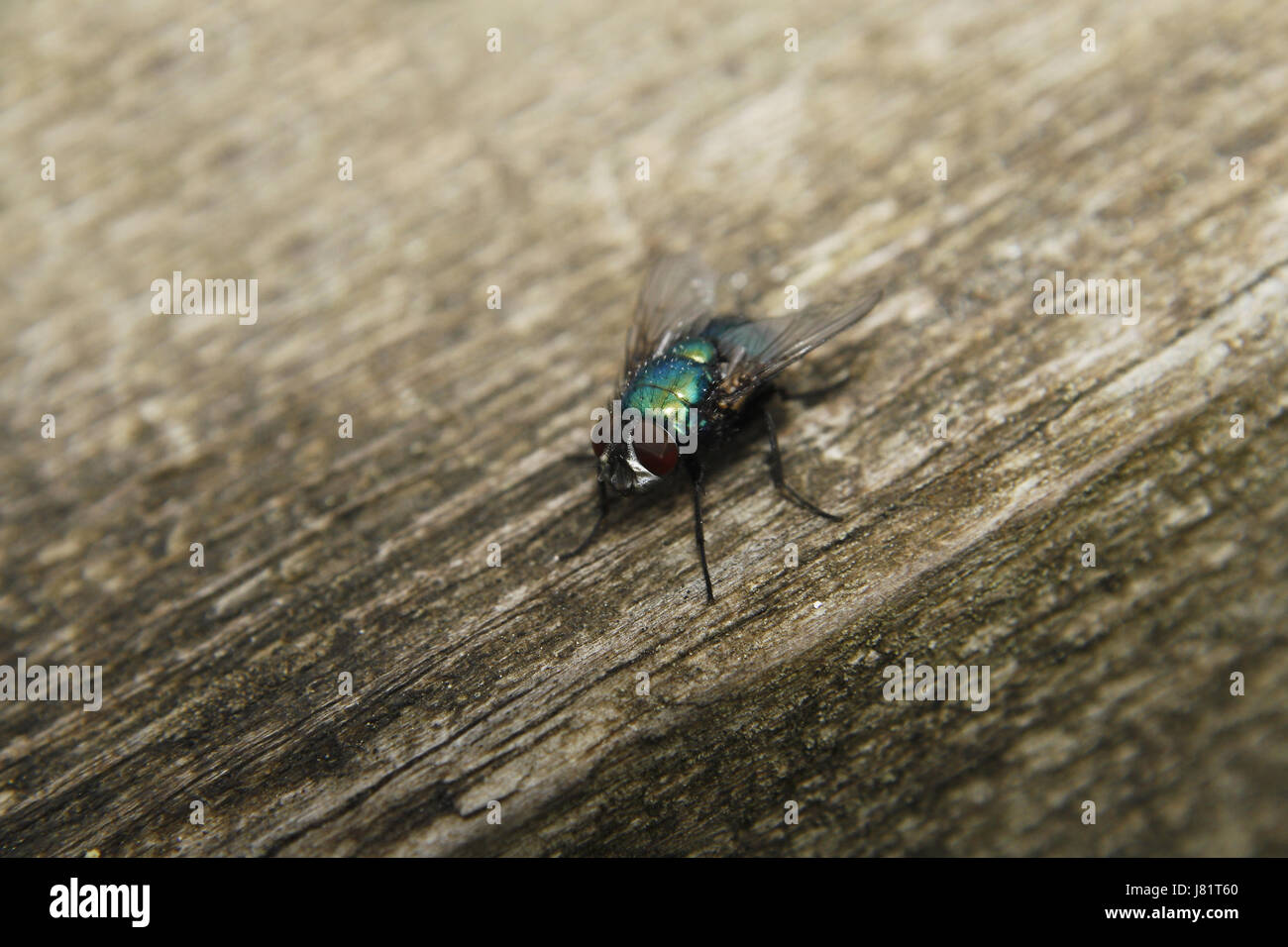 wood vermin fence flies fly wood vermin fence flies fly pest green ...