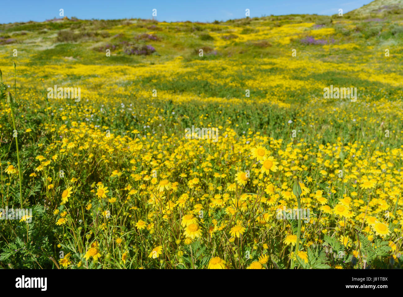 Bitterweed hi-res stock photography and images - Alamy