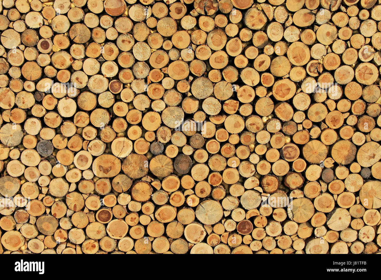 wood timber wooden log backdrop background texture environment ...