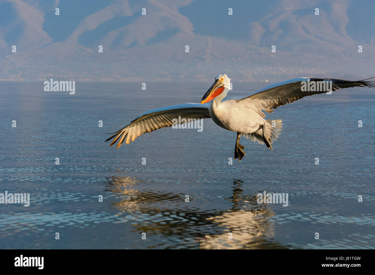 Dalmatian pelican (Pelecanus crispus) shot at sunrise at lake Kerkini ...