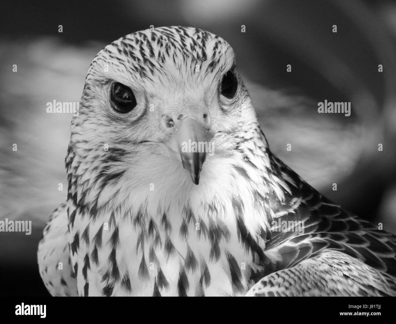 kestrel head in close up Stock Photo - Alamy