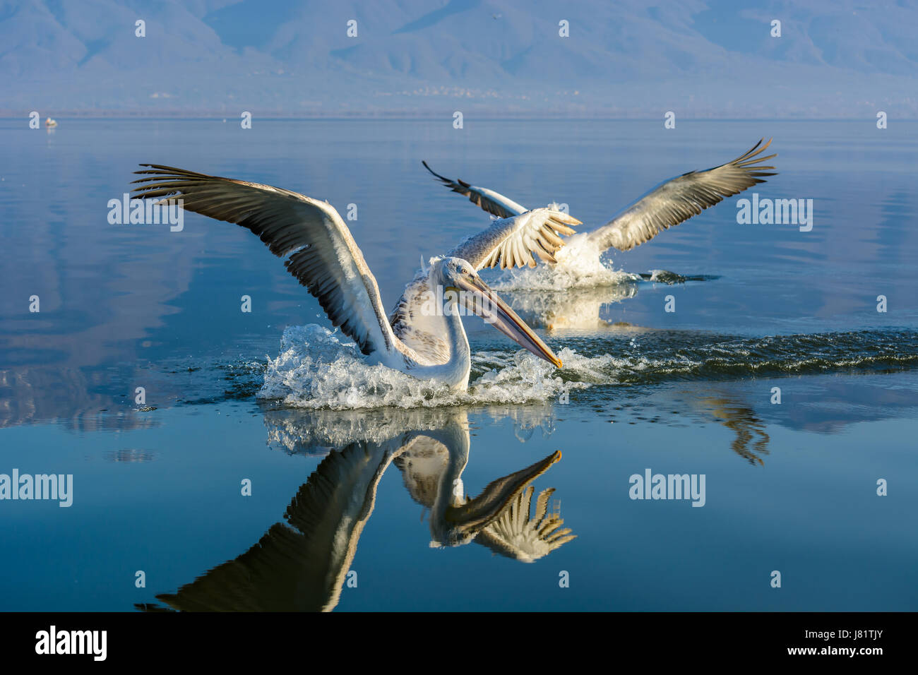 Dalmatian pelican (Pelecanus crispus) shot at sunrise at lake Kerkini ...
