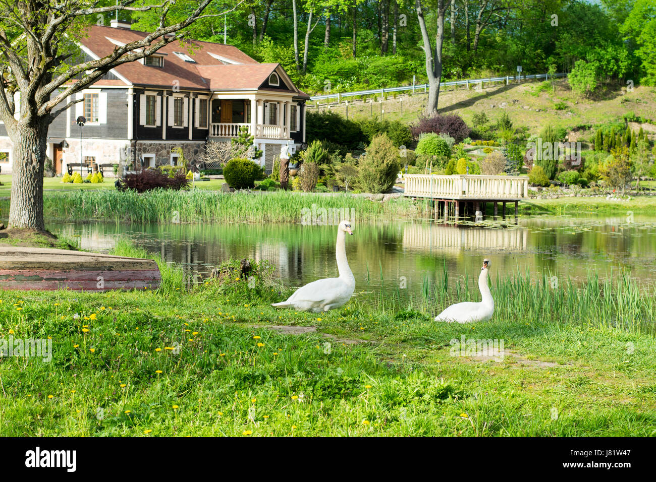swans at the lake at the country side house Stock Photo - Alamy