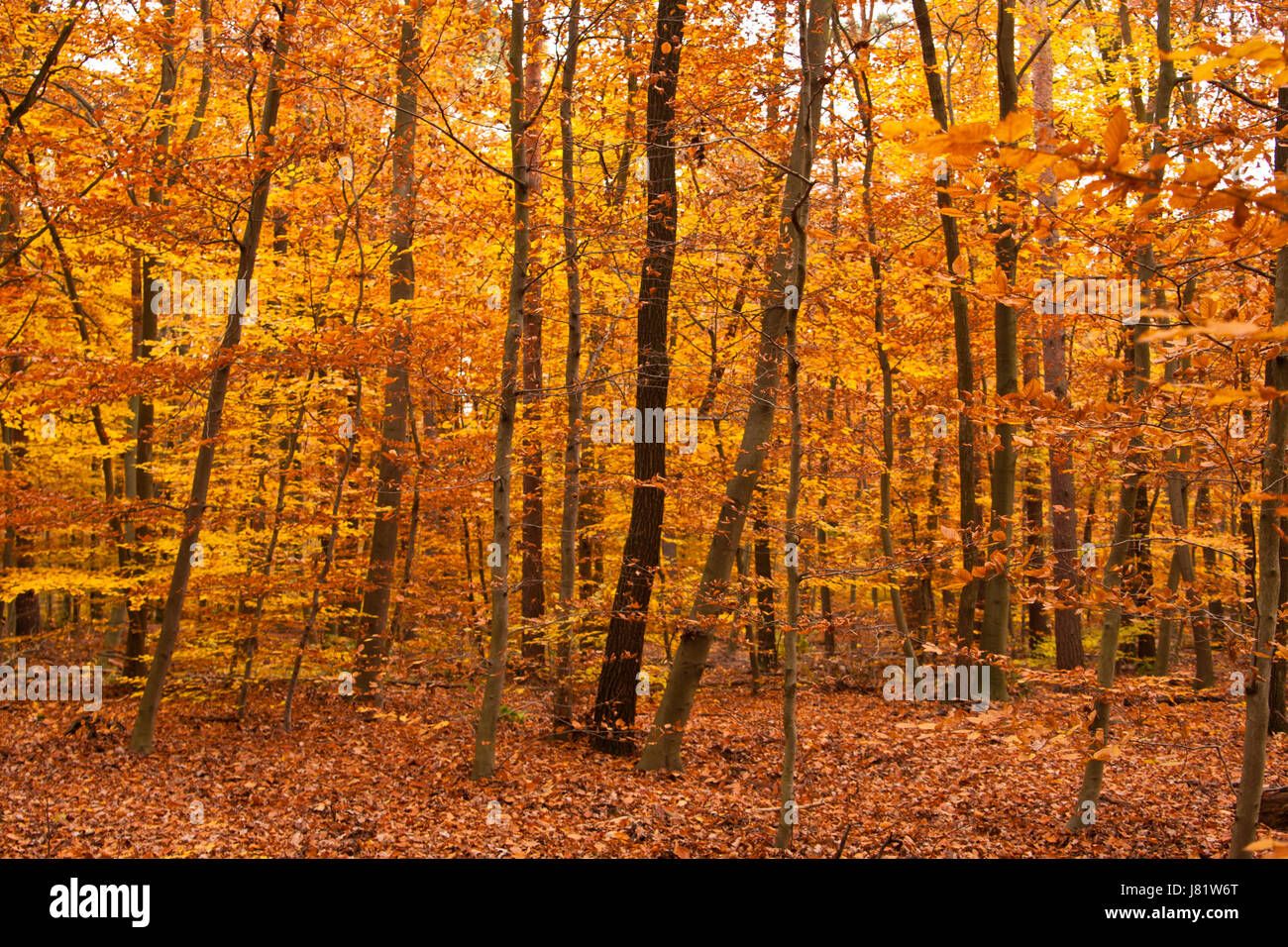 leaf tree deciduous forest forest leaves foliage fall autumn orange ...