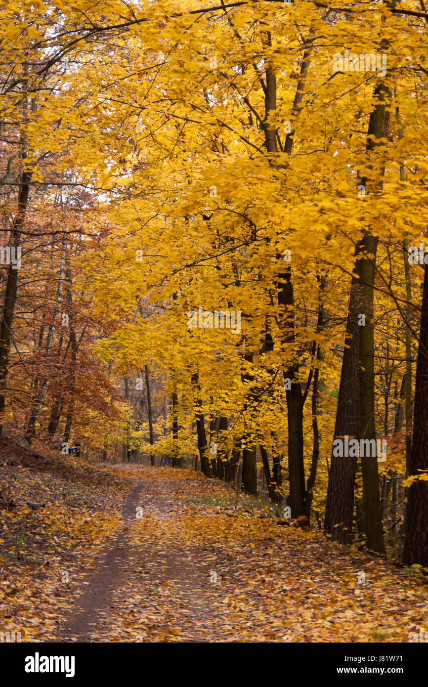 tree deciduous forest path way forest leaves foliage fall autumn leaf ...