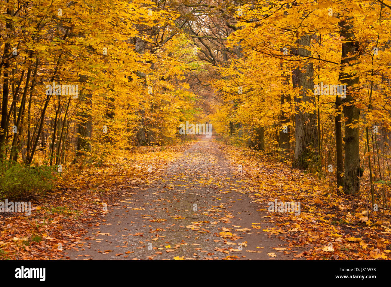 deciduous forest path way forest fall autumn leaf tree trees deciduous ...