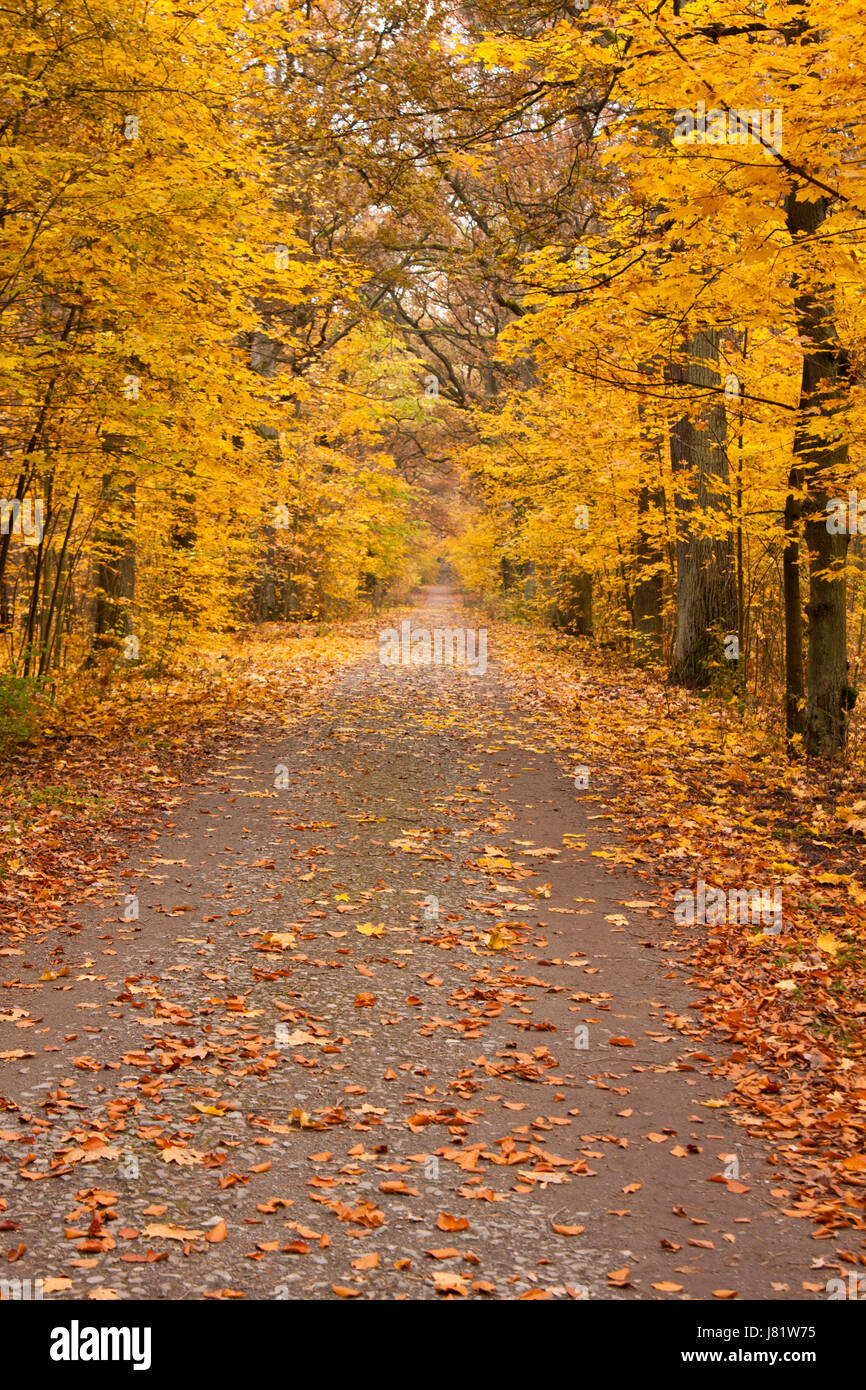 path in autumn Stock Photo - Alamy