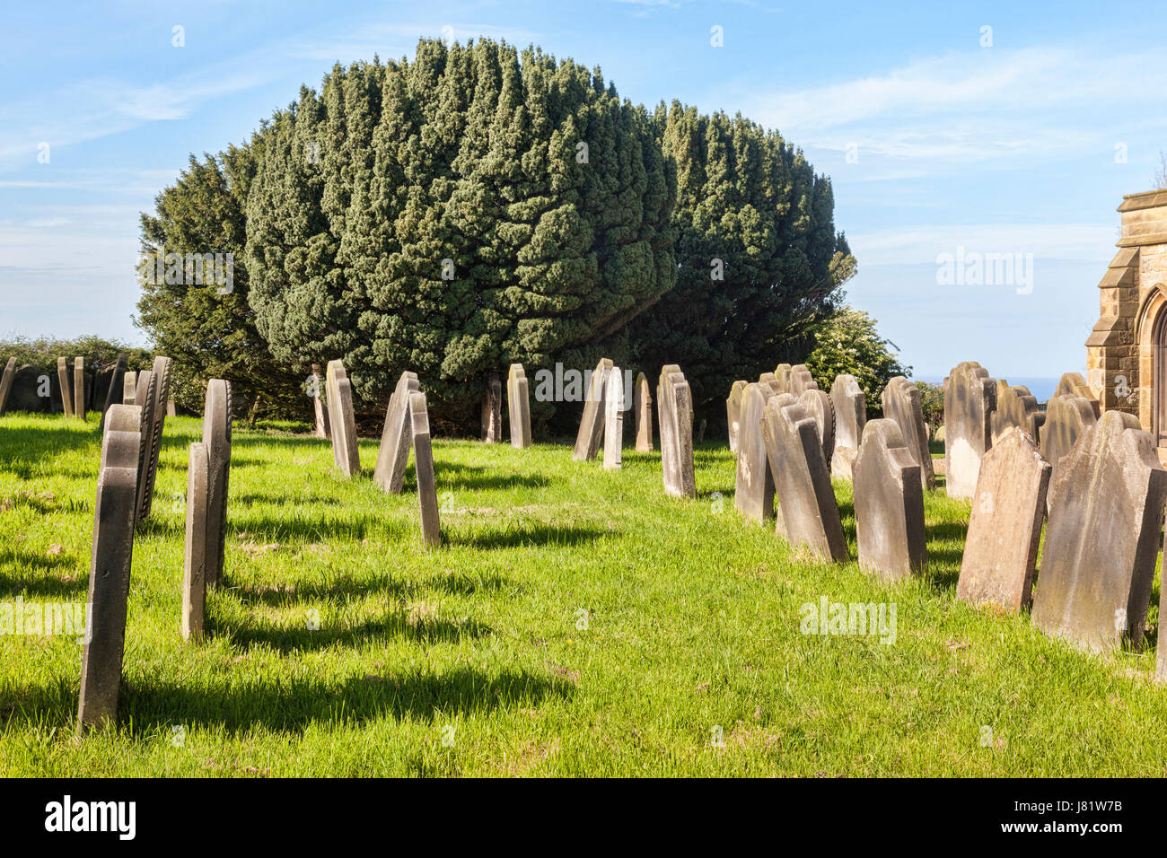 Yew Tree High Resolution Stock Photography and Images - Alamy