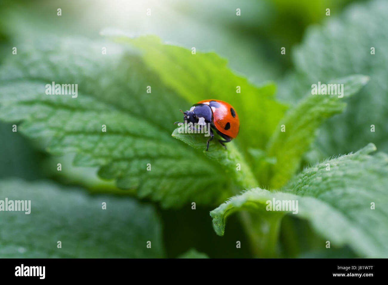 insects green leaves sunrise red shine shines bright lucent light ...