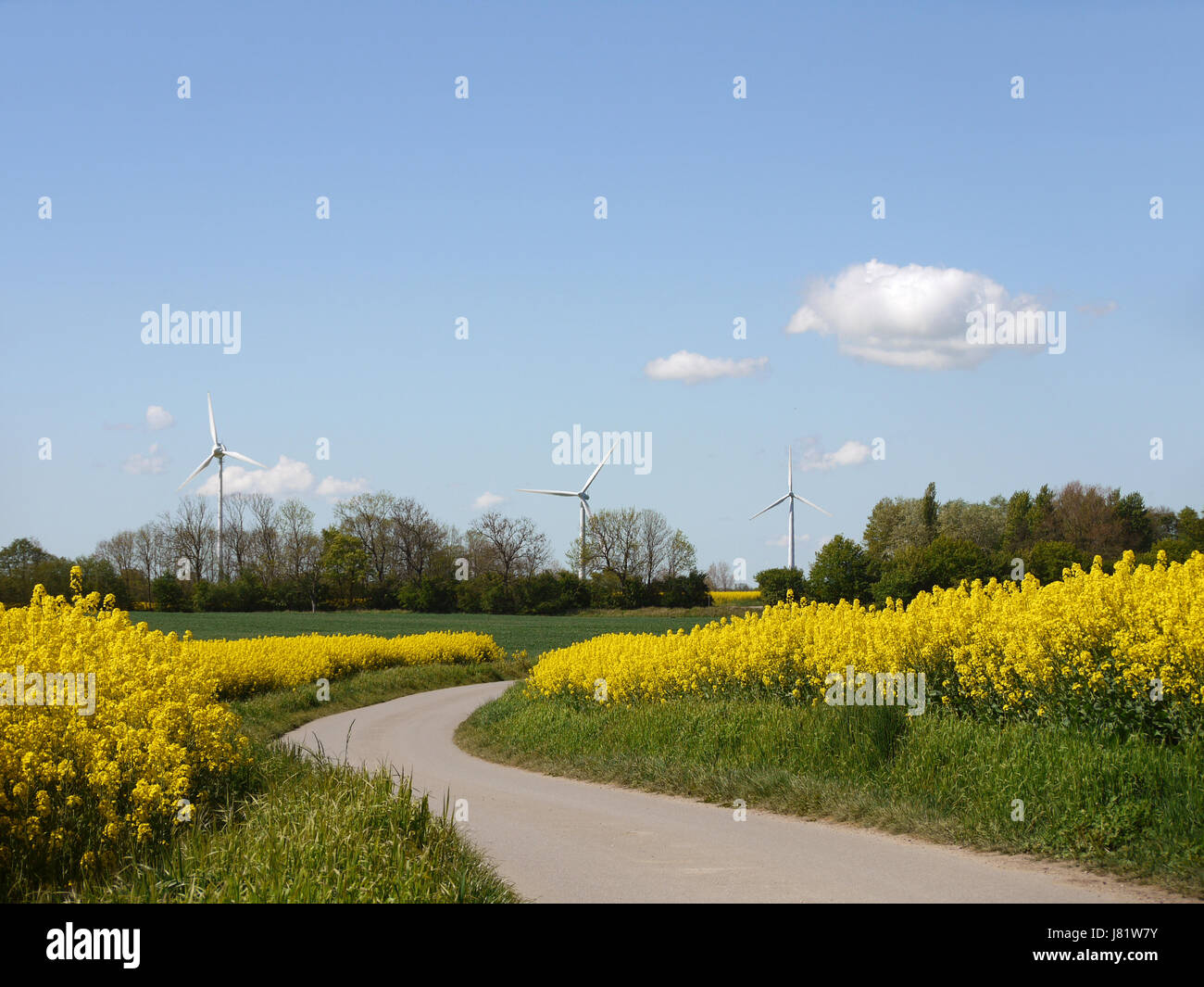 Rape field dirt road wind engine pinwheels blue coleseed agriculture ...