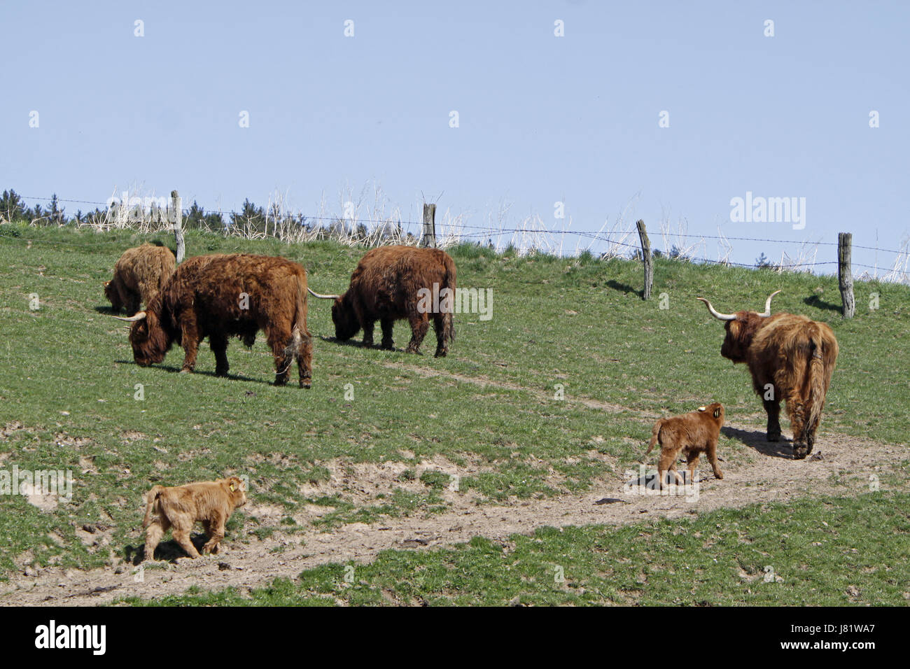 bovine cattle animal brown brownish brunette agriculture farming ...