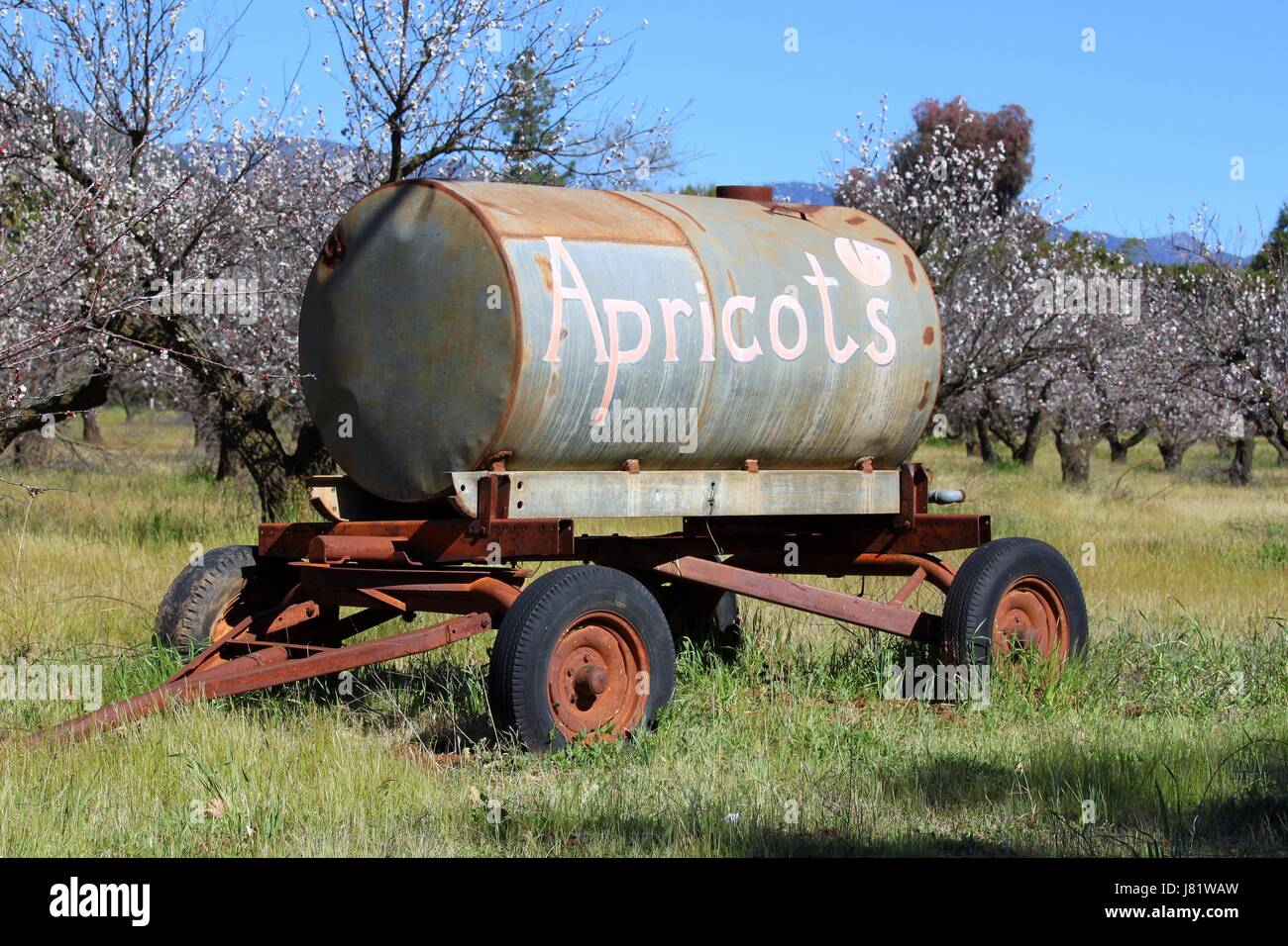 Apricots tree container hi-res stock photography and images - Alamy