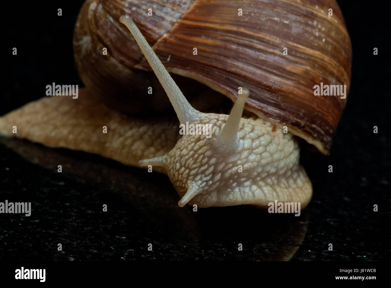 snail (helix pomatia Stock Photo - Alamy