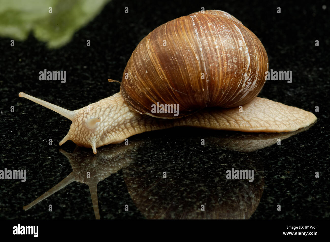 snail (helix pomatia Stock Photo - Alamy