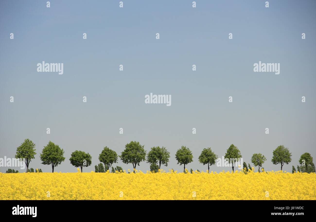 blue colour tree trees plant bloom blossom flourish flourishing ...