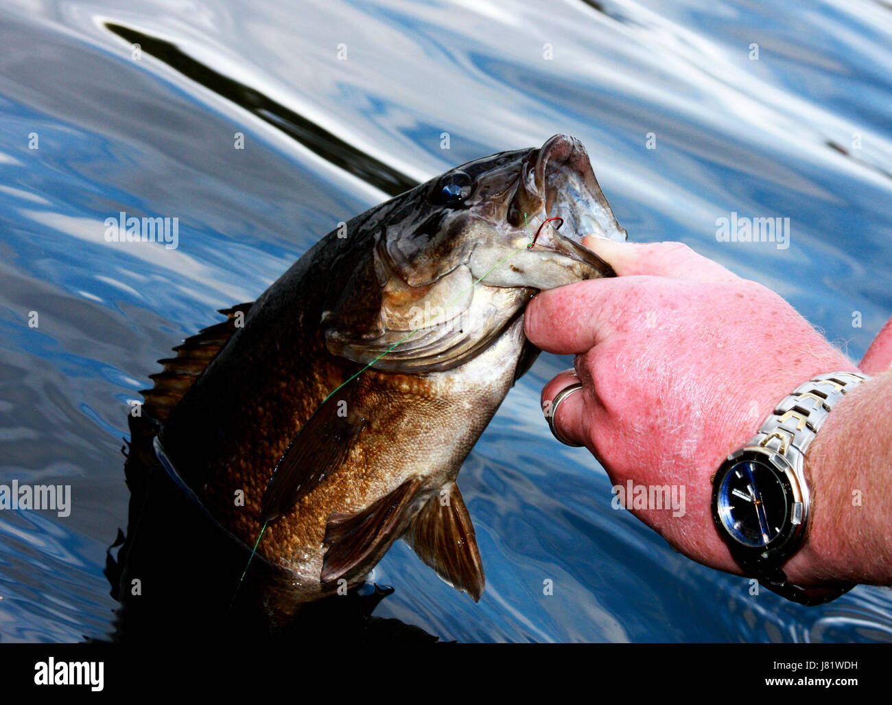 Hooked lip hi-res stock photography and images - Alamy