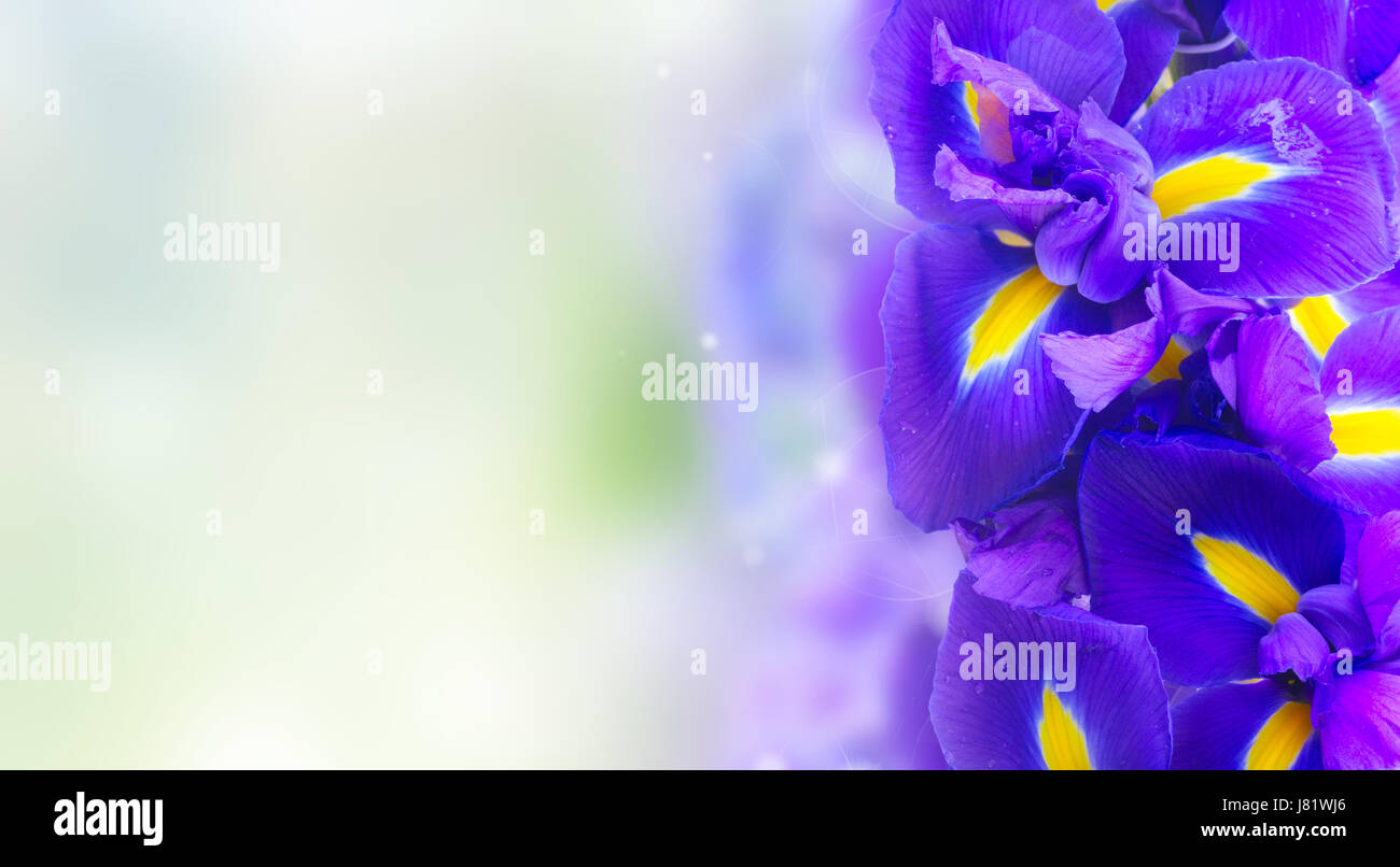 Blue iris flowers border with copy space on blue bokeh background ...