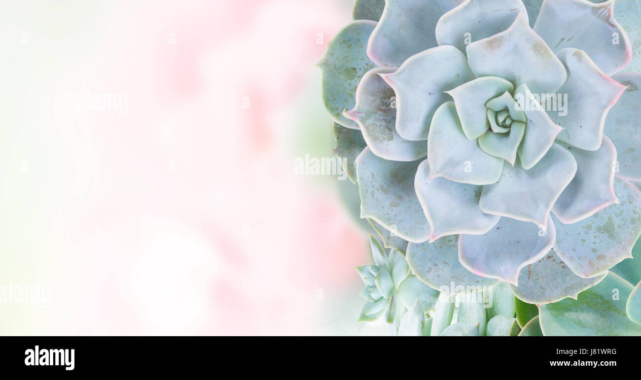 One succulent green plants with copy space on garden bokeh background ...