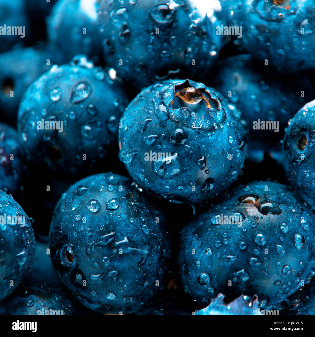 blue fruit wet blueberry water drop waterdrop water blue shine shines ...
