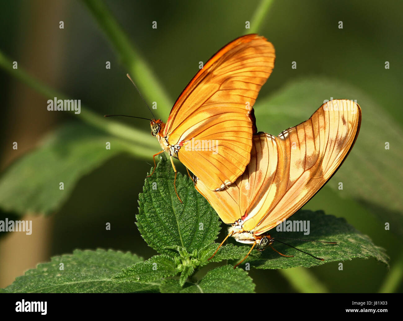 Complementary pairing hi-res stock photography and images - Alamy