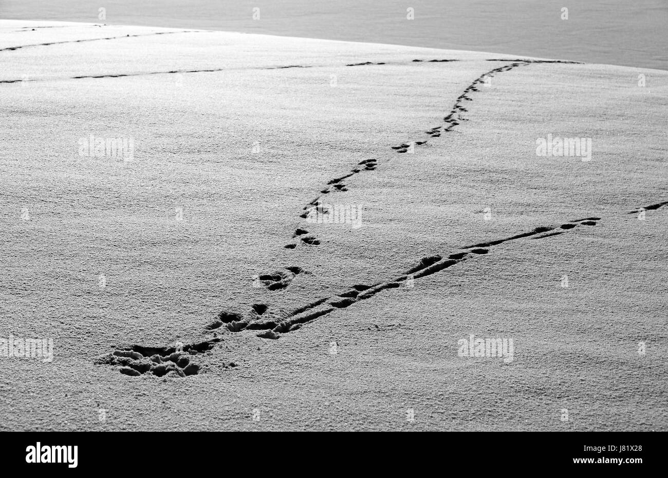 tracks in the snow - footprint in the snow Stock Photo - Alamy