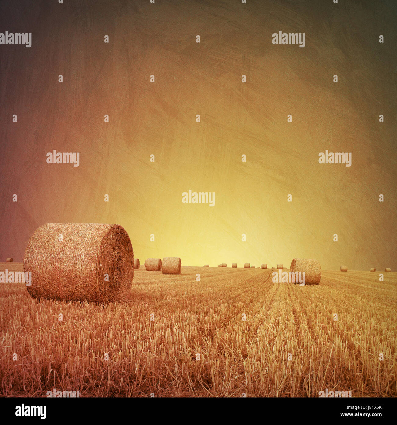 harvest bail agricultural field grain harvest illustration wheat farm ...