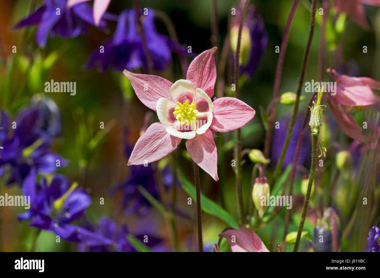 Pink bellflower campanula flower hi-res stock photography and images ...
