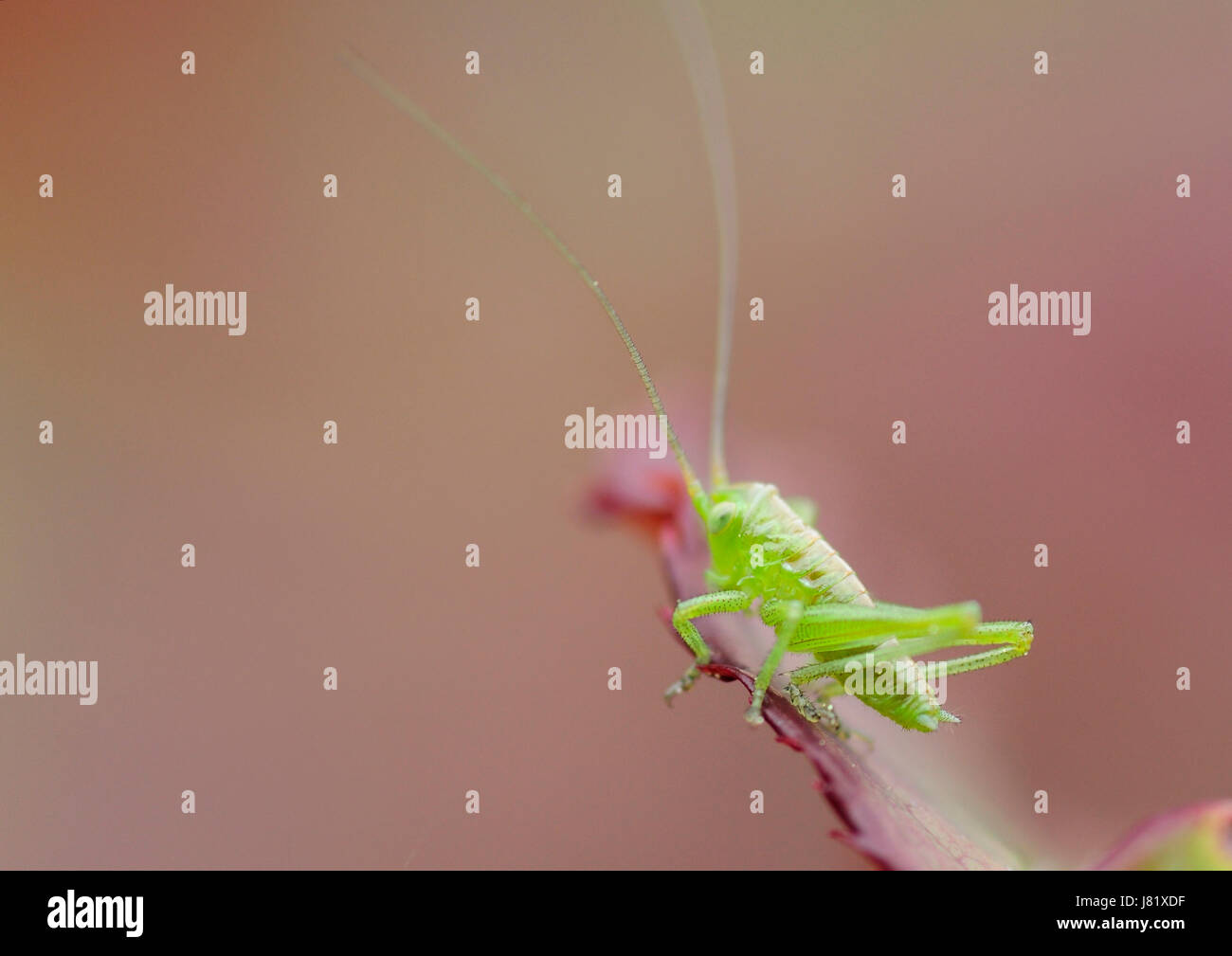 garden insect green fauna animals animal world gardens garden insect ...