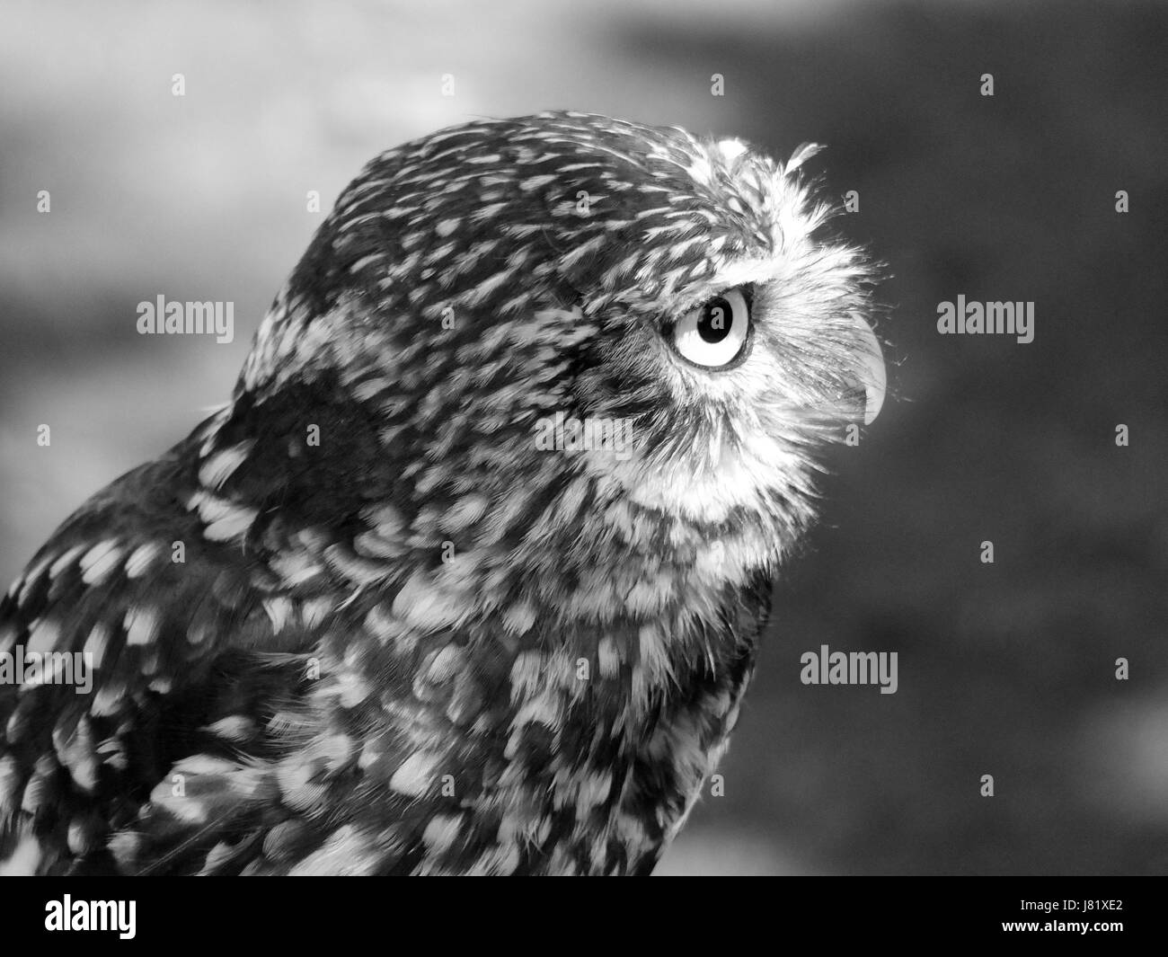 Side profile view brown Black and White Stock Photos & Images - Alamy