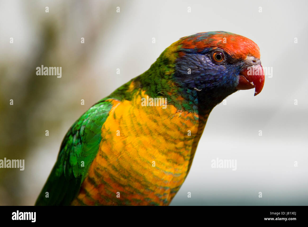 Rainbow parrot fish hi-res stock photography and images - Alamy