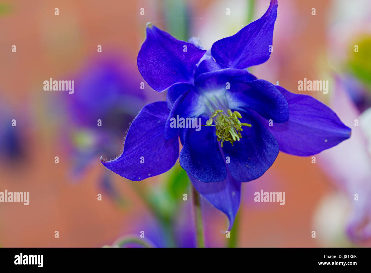 Bellflower garden hi-res stock photography and images - Alamy