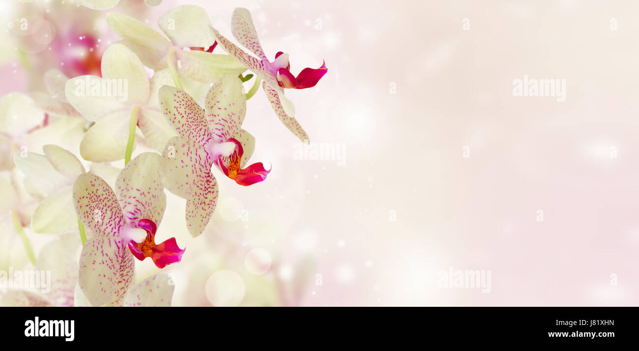 pink orchid flowers close up on defocused background banner Stock Photo ...
