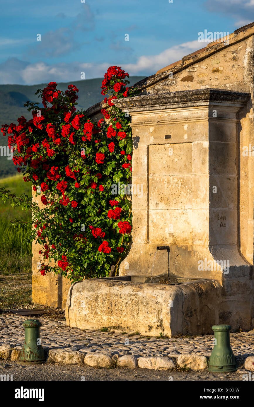 Fountain beautiful roses hi-res stock photography and images - Alamy