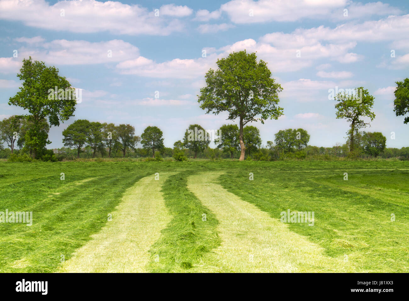 Mowed grass hi-res stock photography and images - Alamy