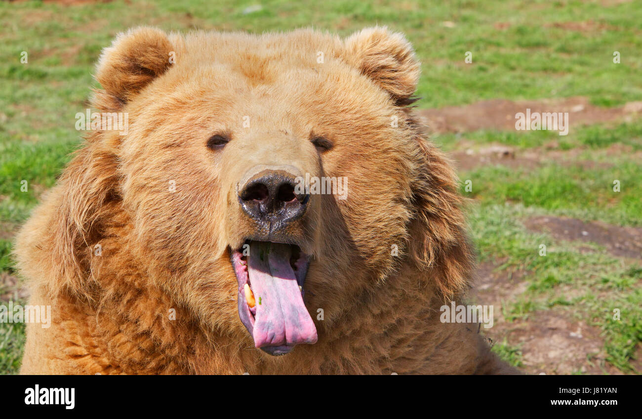 big large enormous extreme powerful imposing immense relevant closeup ...