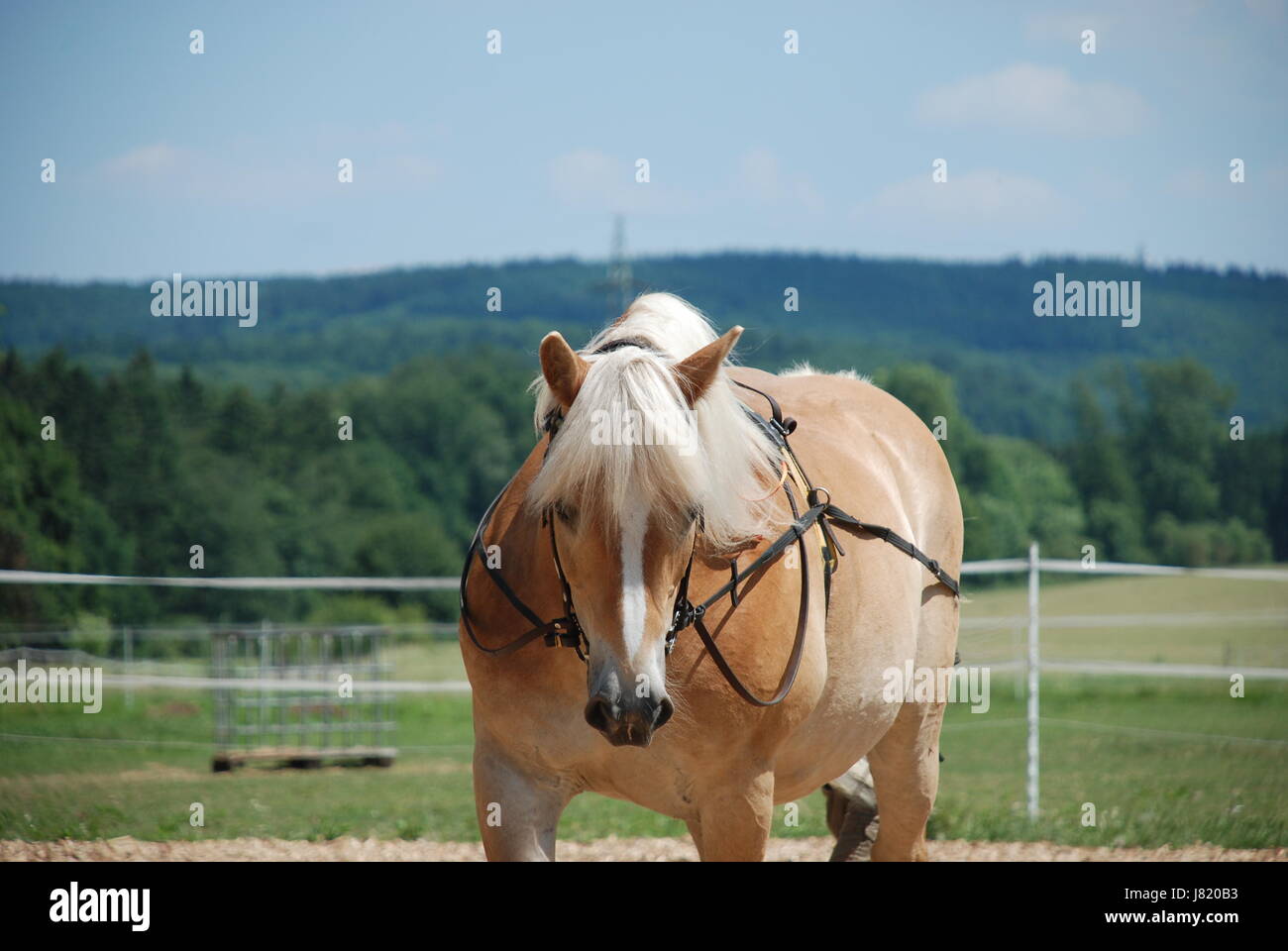 ride bridle haflinger horse horseriding ride horse pony bridle ...