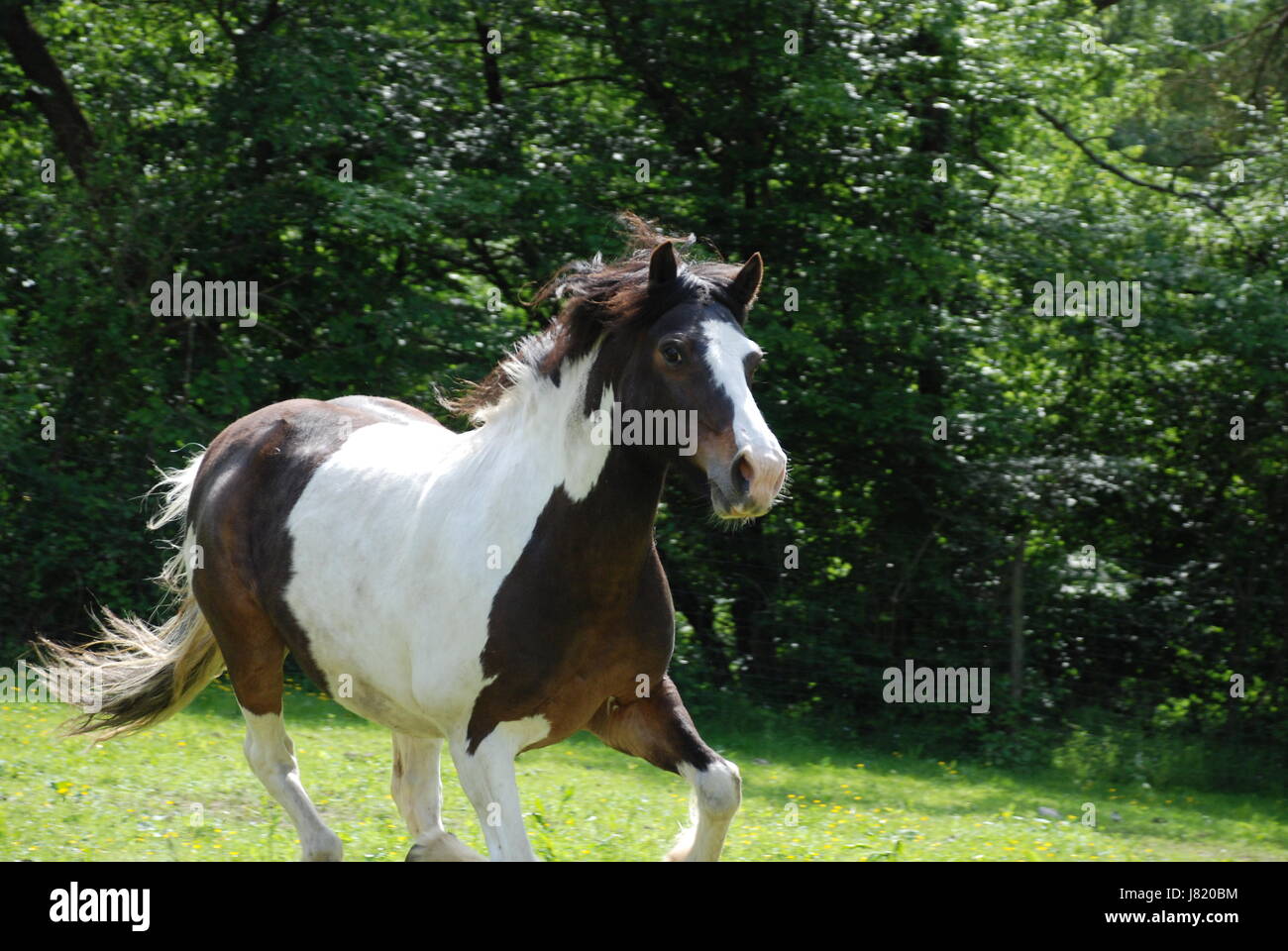 Lewitzer pony hi-res stock photography and images - Alamy