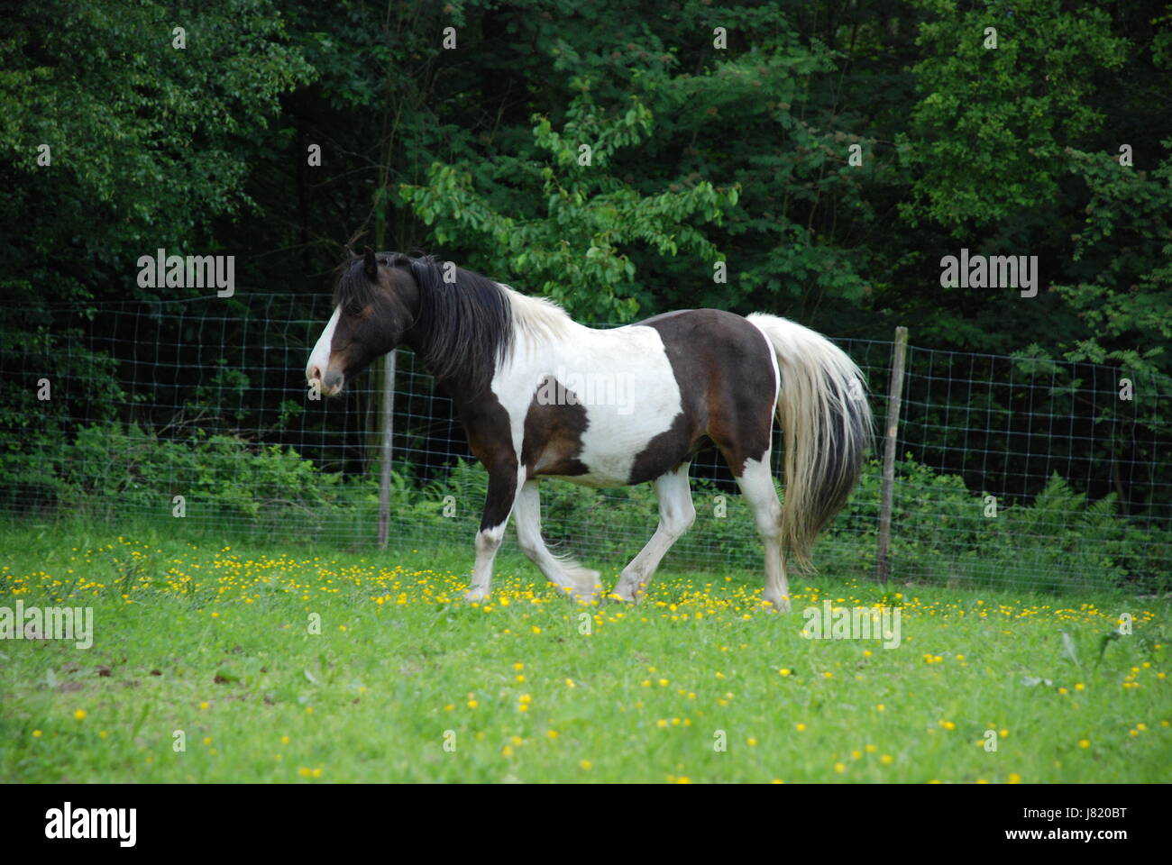Lewitzer pony hi-res stock photography and images - Alamy
