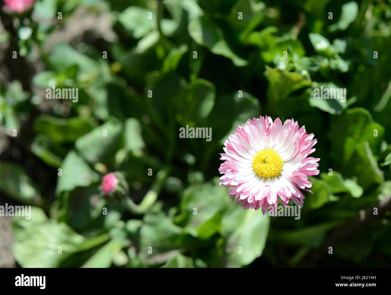 A small flower of an aster in a garden close up Stock Photo - Alamy