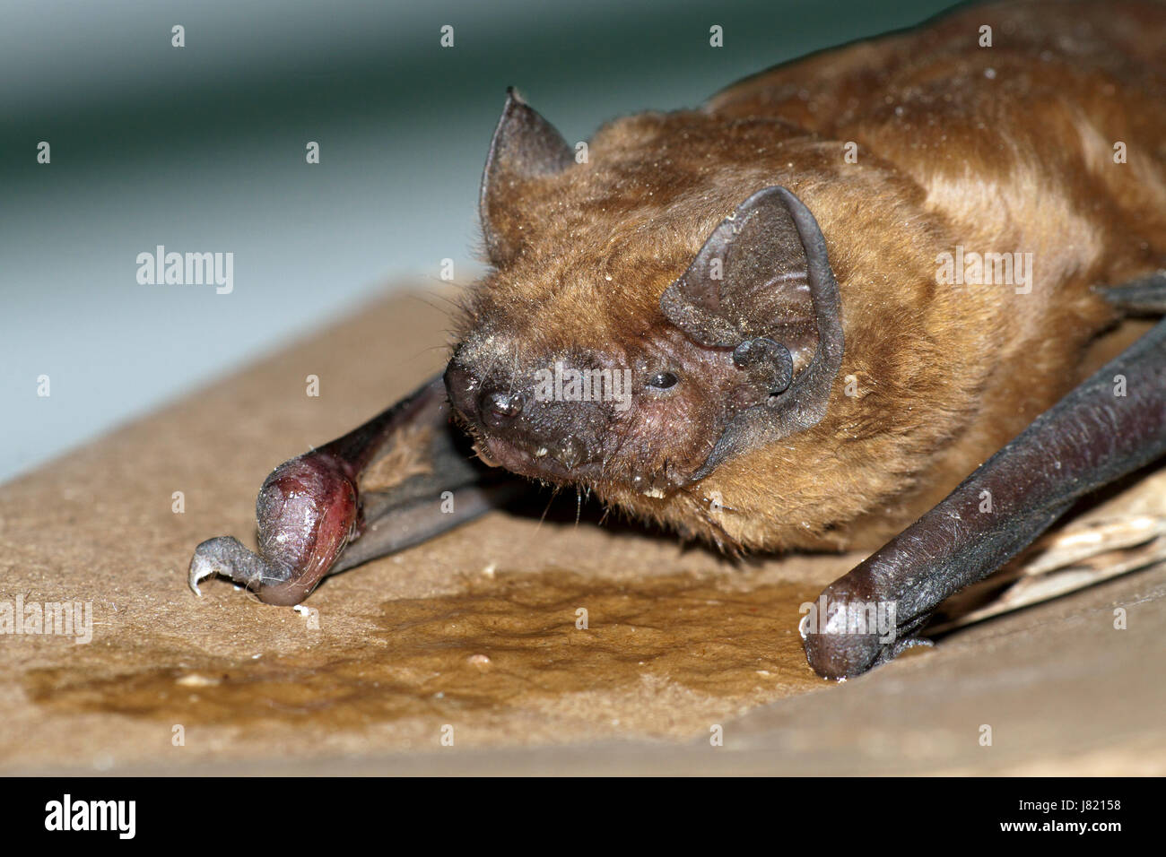 predator bat mammal portrait conservation of nature predator bat ...