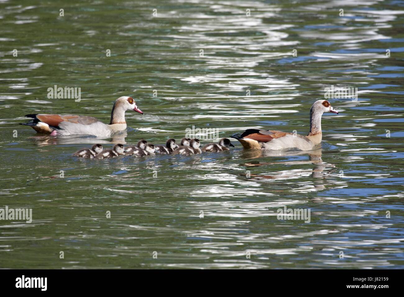 bird africa birds chick spawn nile animal bird africa animals birds ...