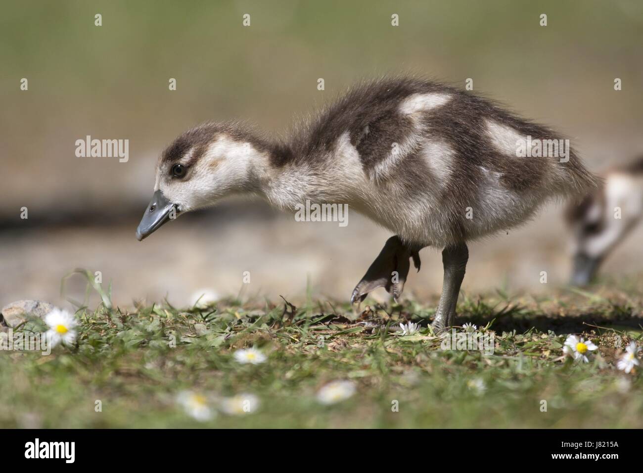 bird africa birds chick spawn nile animal bird africa animals birds ...