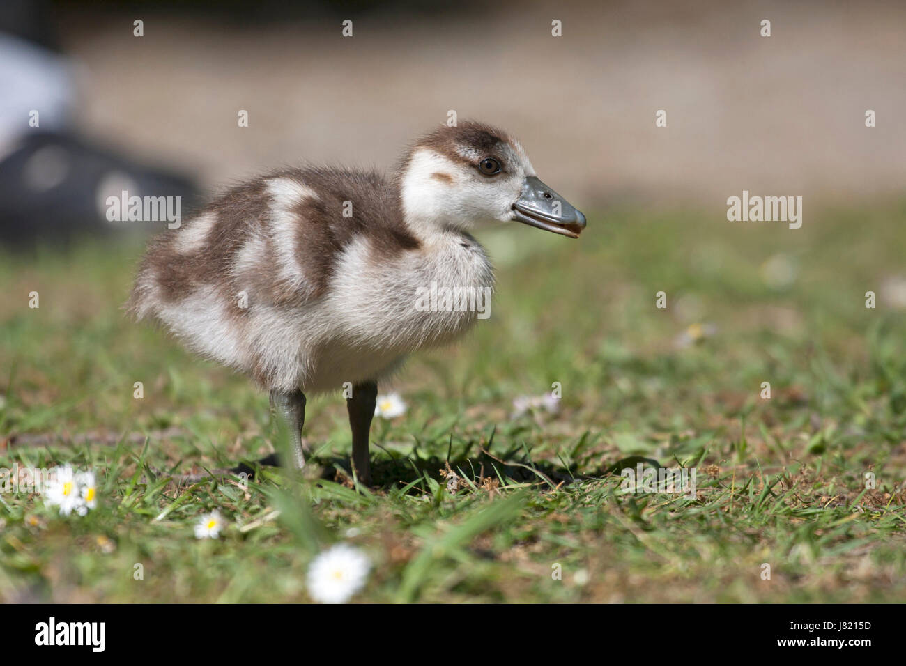 bird africa birds chick spawn nile animal bird africa animals birds ...